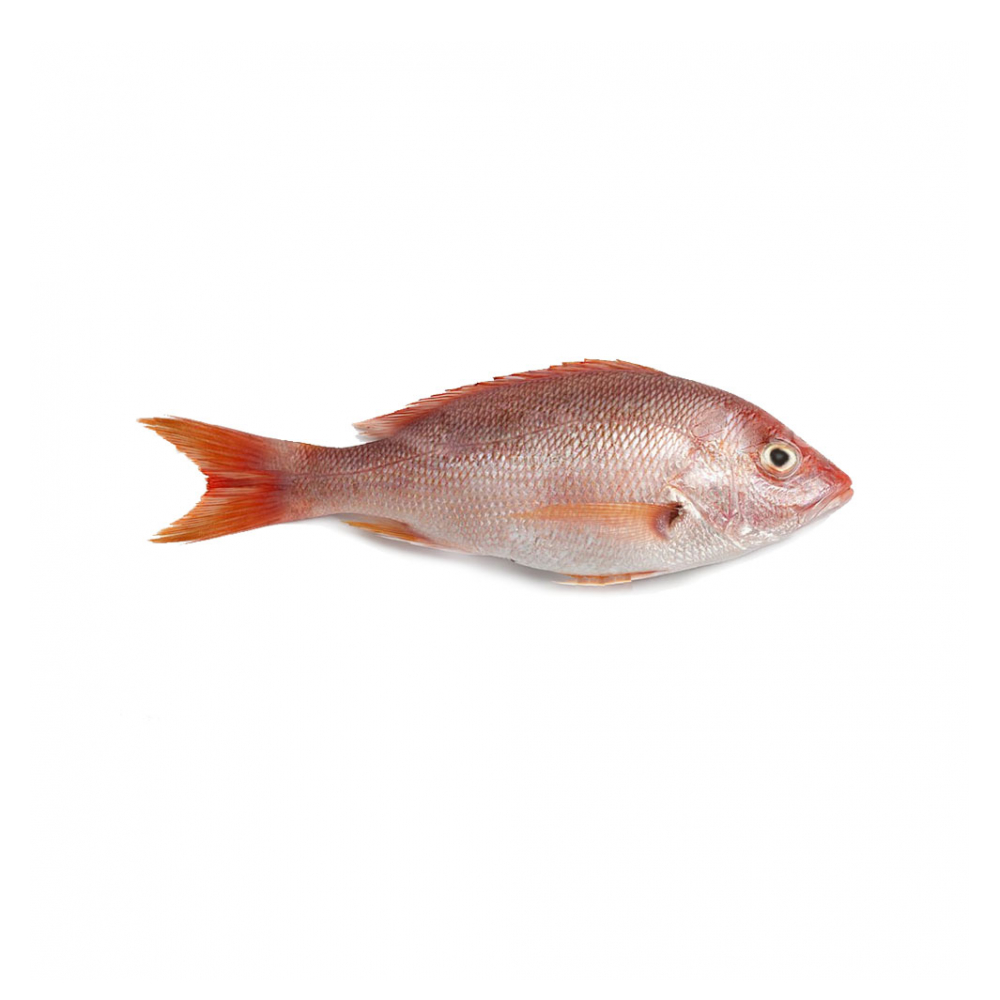 Red snapper fish (2.2 kg / 5 lb) | Online Agency to Buy and Send Food ...